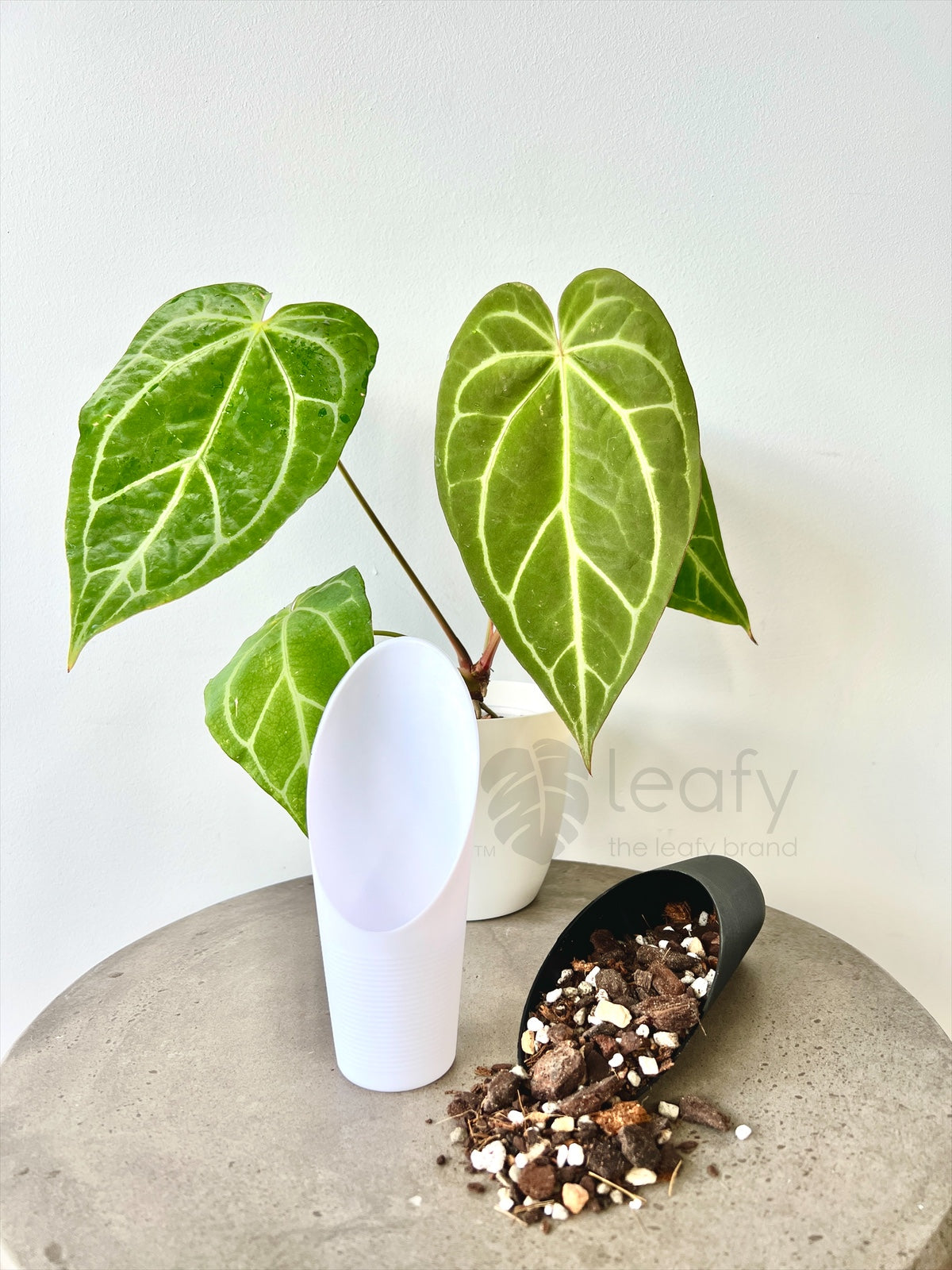 The Leafy Brand | Exquisite collection of indoor plant accessories