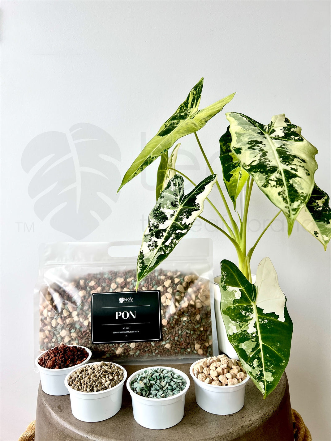 The Leafy Brand | Exquisite collection of indoor plant accessories