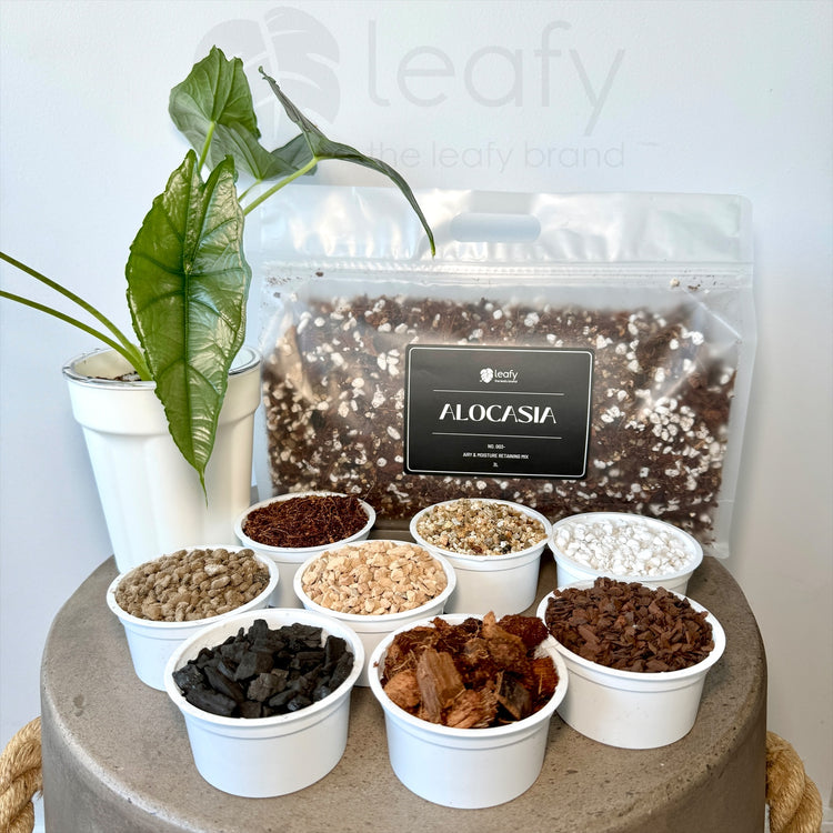 The Leafy Brand | Exquisite collection of indoor plant accessories