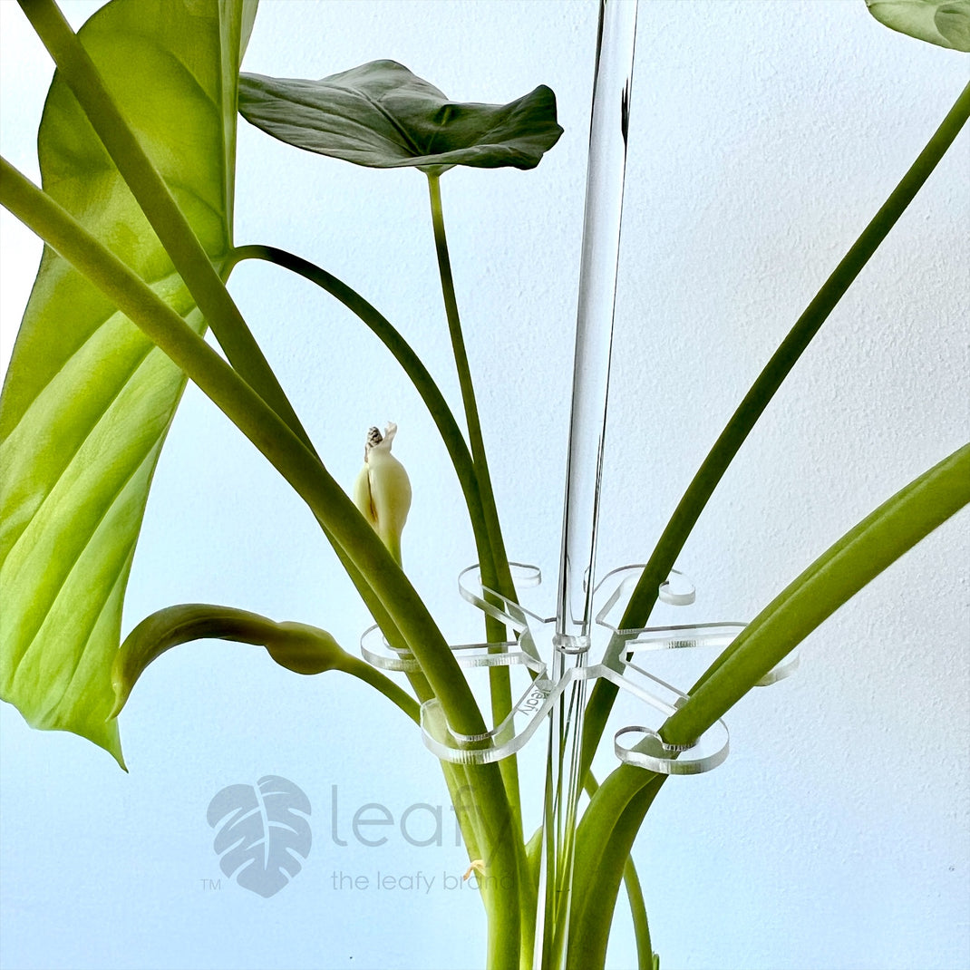 The Leafy Brand | Exquisite collection of indoor plant accessories
